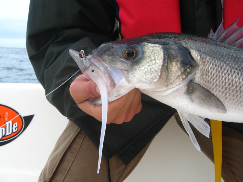 Peche Oleron avril 2009 Pascal Capitaine